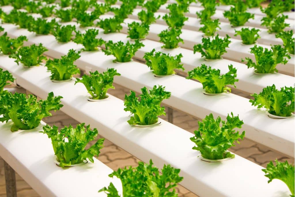 EcoAgra™ Hydroponic Foliar Spray for Faster Growth – Terra Source Co.